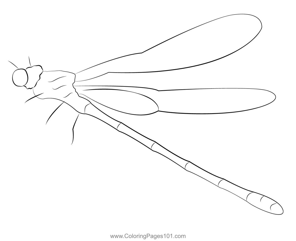 Azure Damselfly Male In Flight Coloring Page for Kids - Free ...