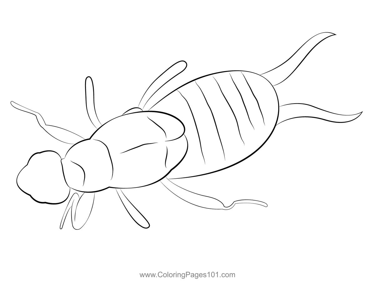 Earwig Amt Coloring Page for Kids - Free Earwigs Printable Coloring ...