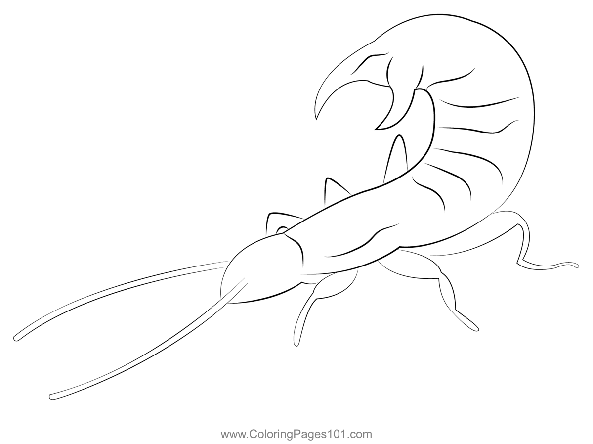 Earwig Coloring Page for Kids - Free Earwigs Printable Coloring Pages ...