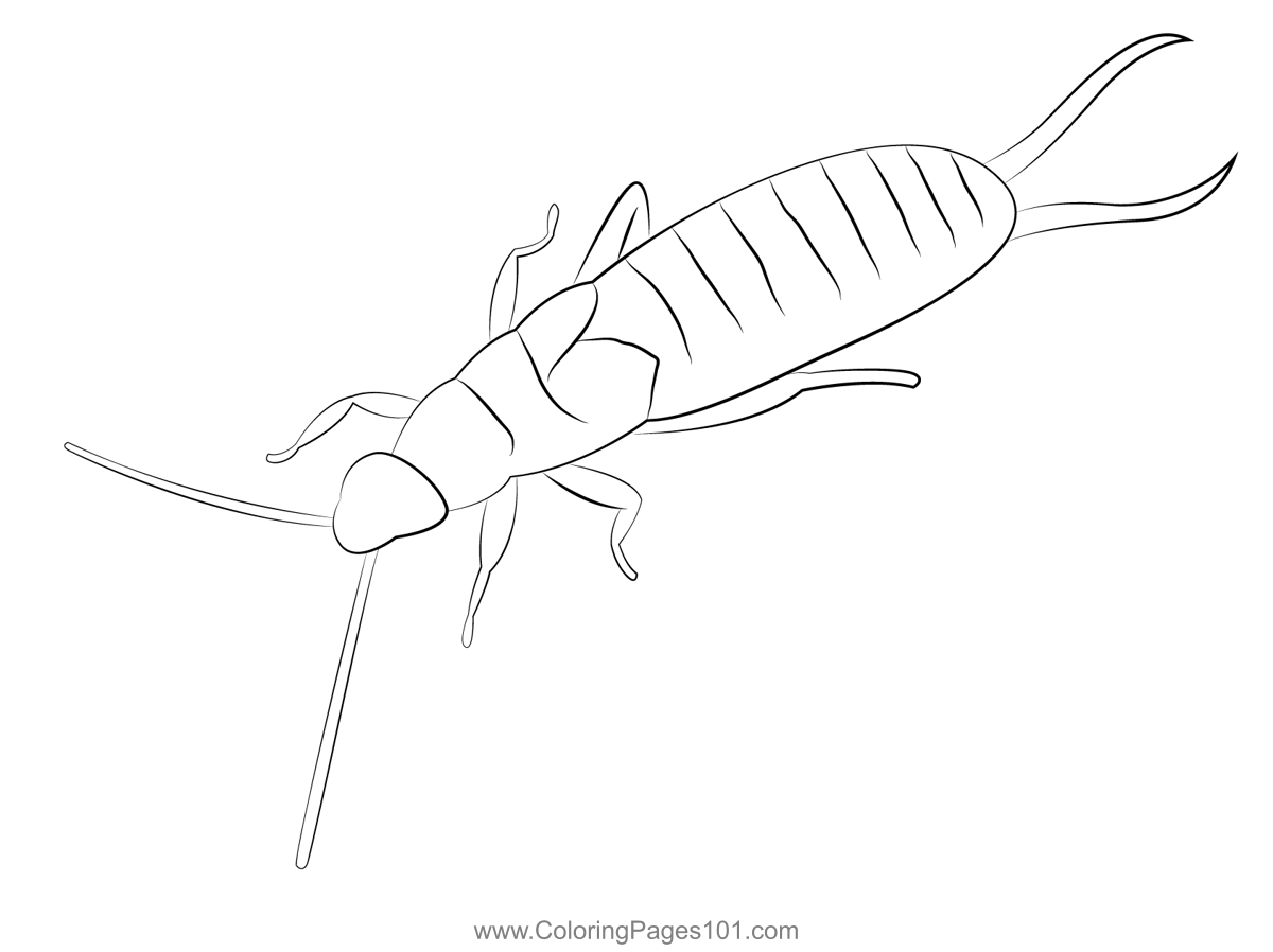 Earwig Back Coloring Page for Kids - Free Earwigs Printable Coloring ...