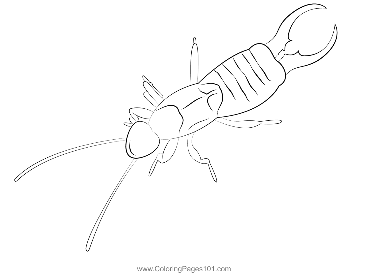 Earwig Coloring Page for Kids - Free Earwigs Printable Coloring Pages ...