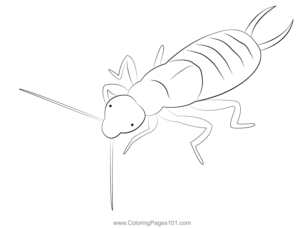 Earwig See Me And You Coloring Page for Kids - Free Earwigs Printable ...