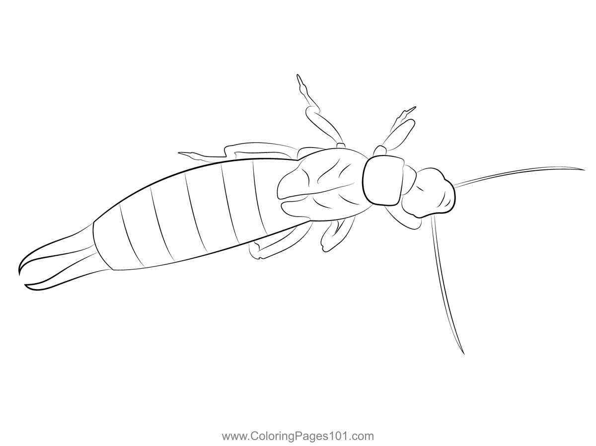 Earwig White Coloring Page for Kids - Free Earwigs Printable Coloring ...