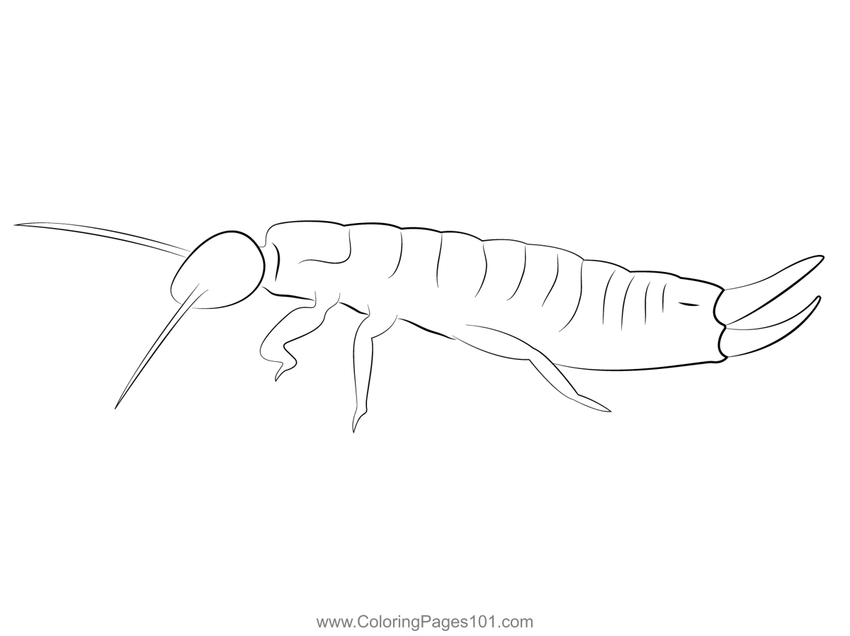 Earwig Coloring Page for Kids - Free Earwigs Printable Coloring Pages ...