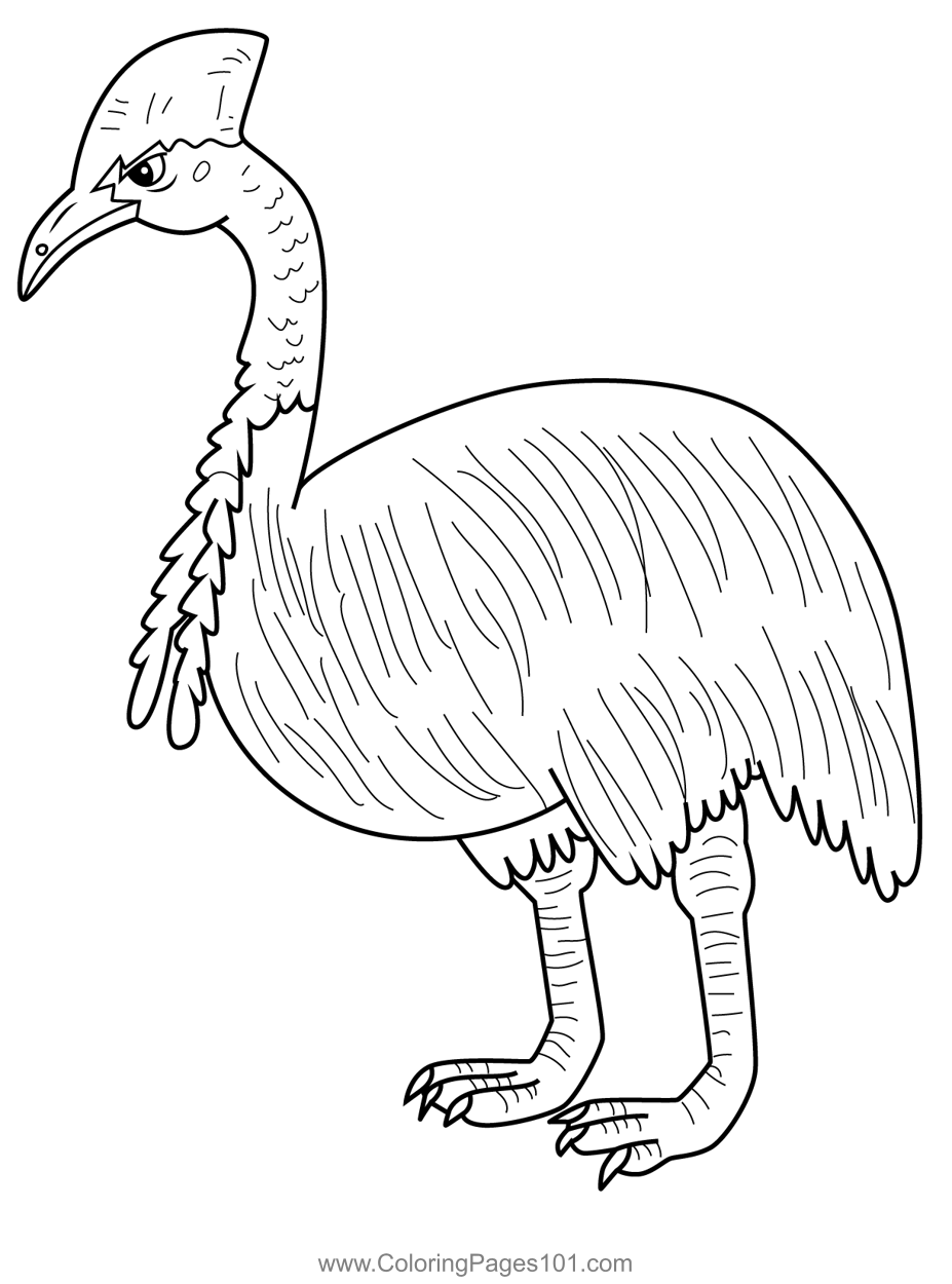 Cassowary Coloring Pages Bird Format Vector Easy Visit Printable Print ...