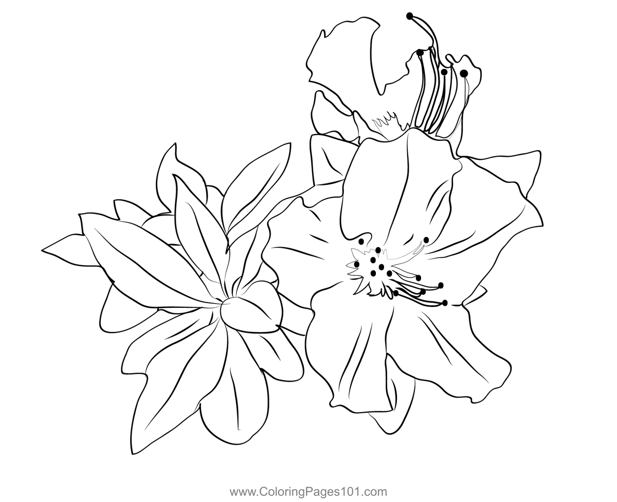 Azalea Plant Coloring Page for Kids - Free Azaleas Printable Coloring ...