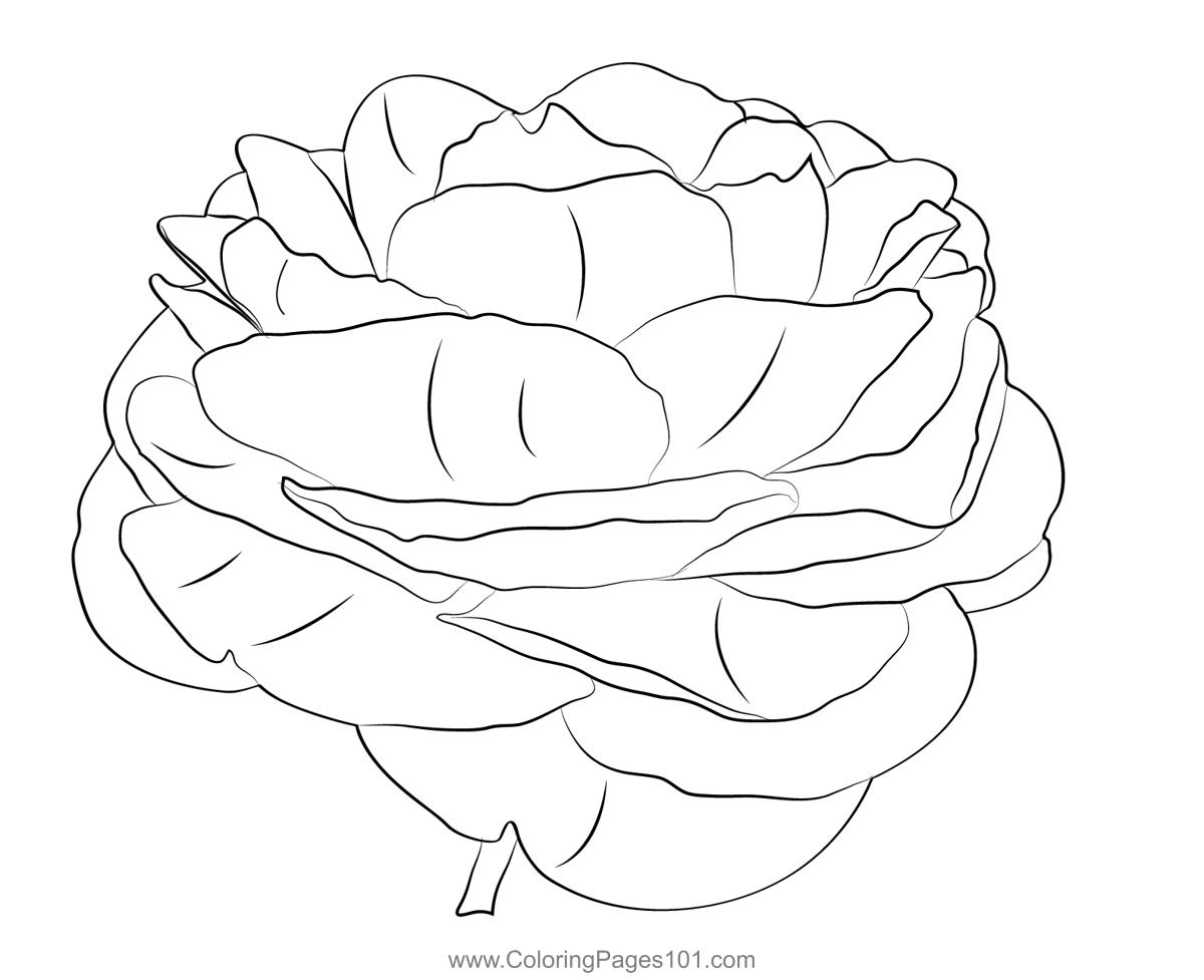 Ranunculus Flower Coloring Page for Kids - Free Buttercup Printable ...