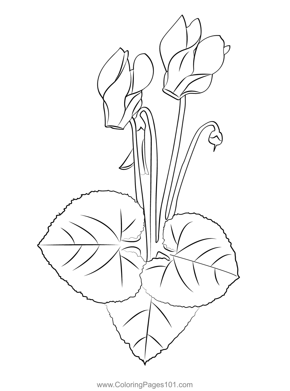 Cyclamen Flower Coloring Page for Kids - Free Cyclamens Printable ...