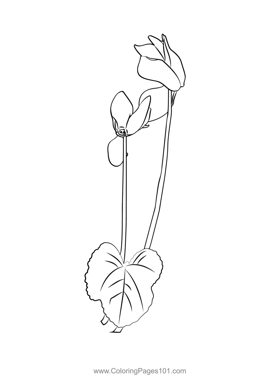 Coloring Pages Cyclamen Sketch Coloring Page