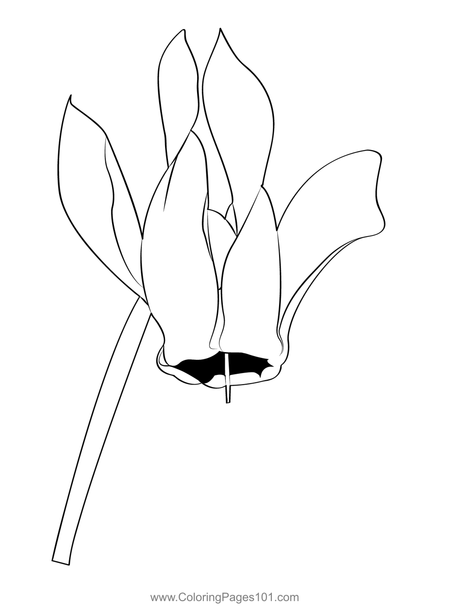 Coloring Pages Cyclamen Sketch Coloring Page