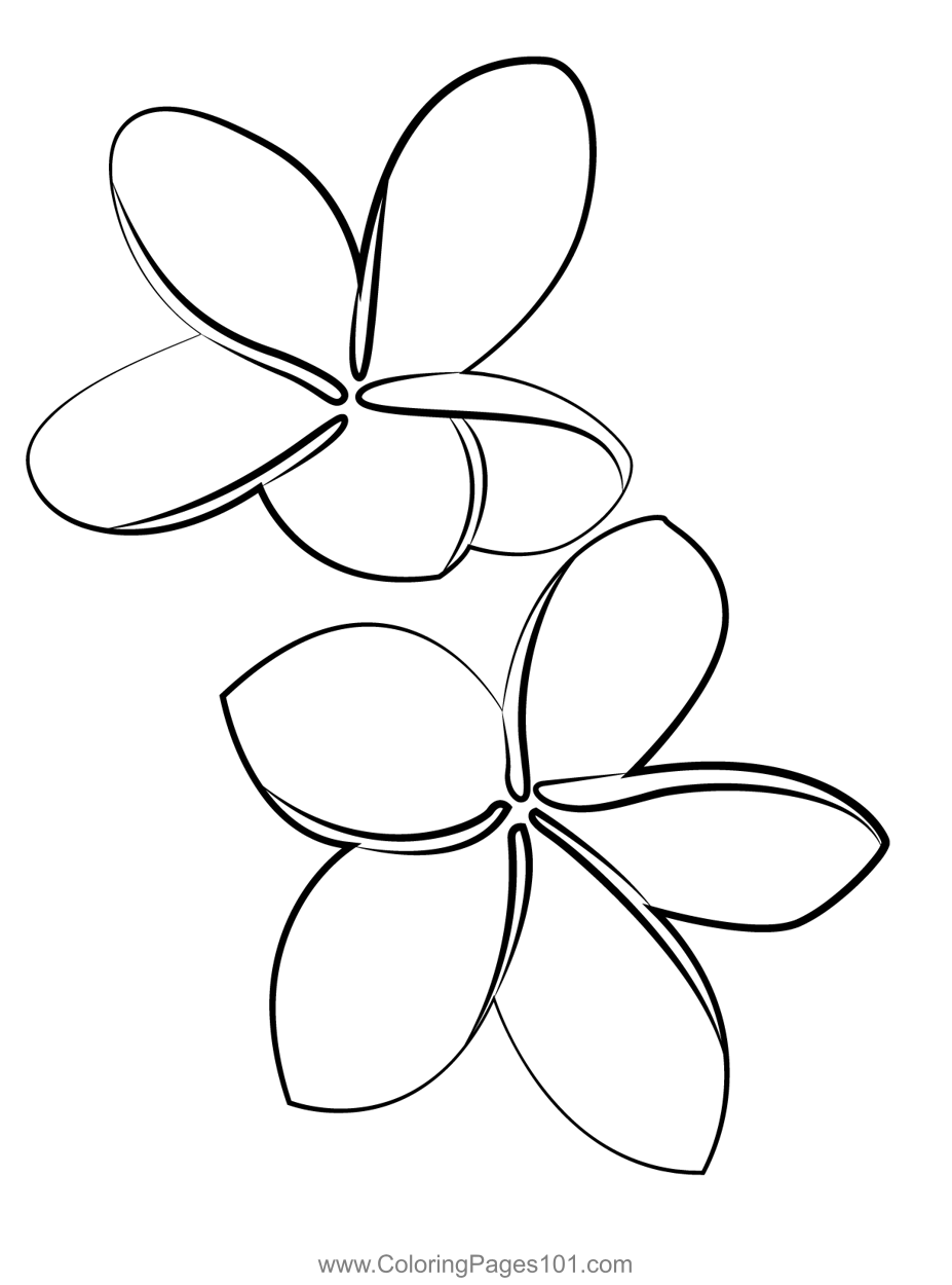 Plumeria Flower Drawing Hawaiian Outline Samoan Cut Easy Decal Bumper ...