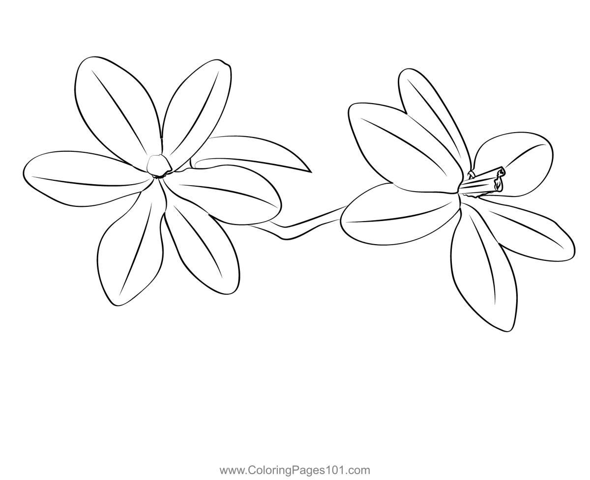 Freesia 1 Coloring Page for Kids - Free Freesias Printable Coloring ...