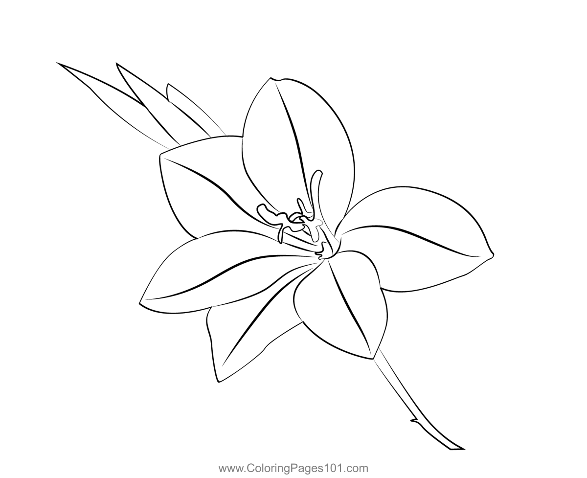 Gladiolus Coloring Page for Kids - Free Gladiolus Printable Coloring ...