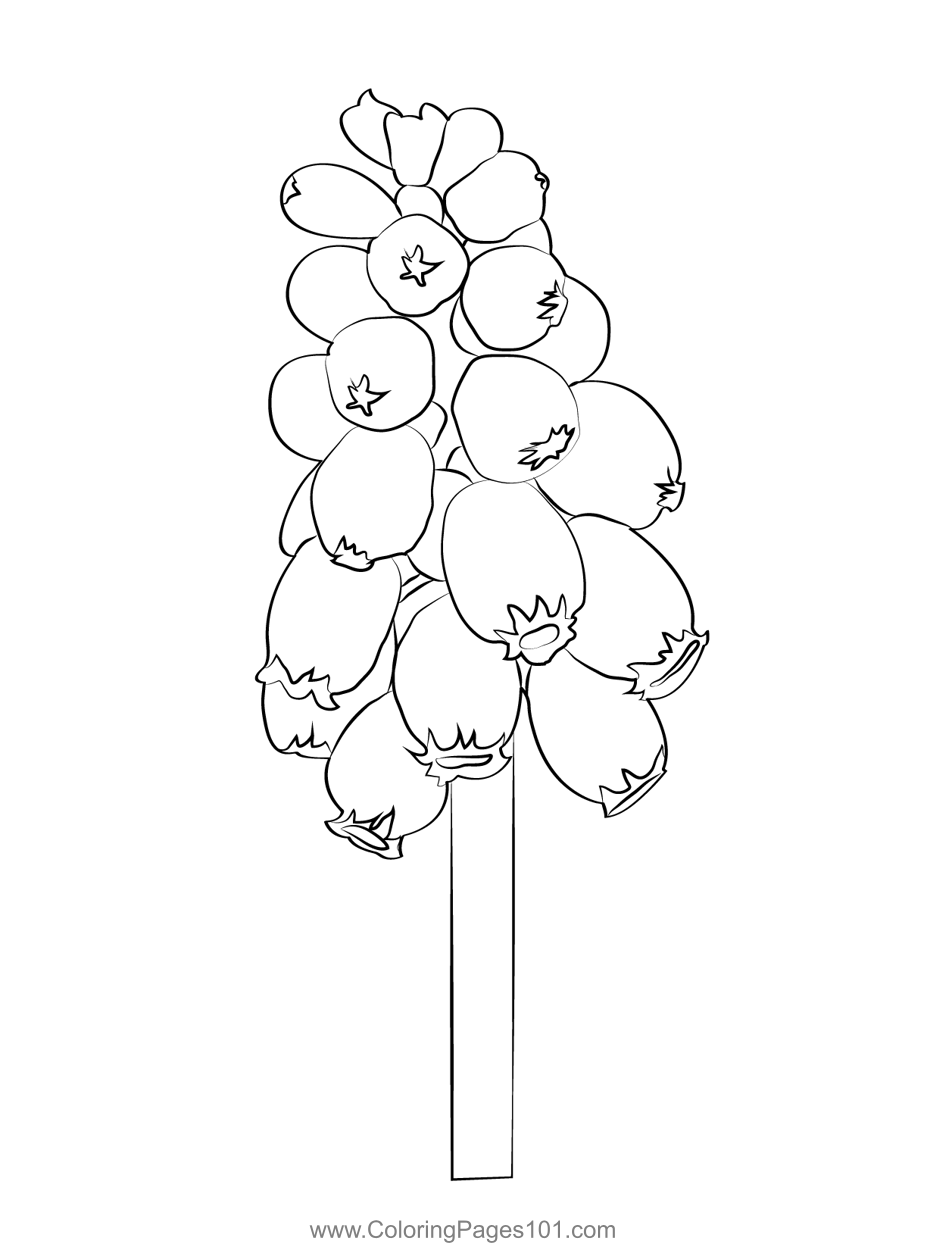 Hyacinth Flower Coloring Page for Kids - Free Hyacinth Printable ...