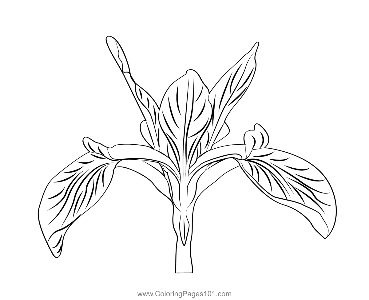 Iris 1 Coloring Page for Kids - Free Irises Printable Coloring Pages ...