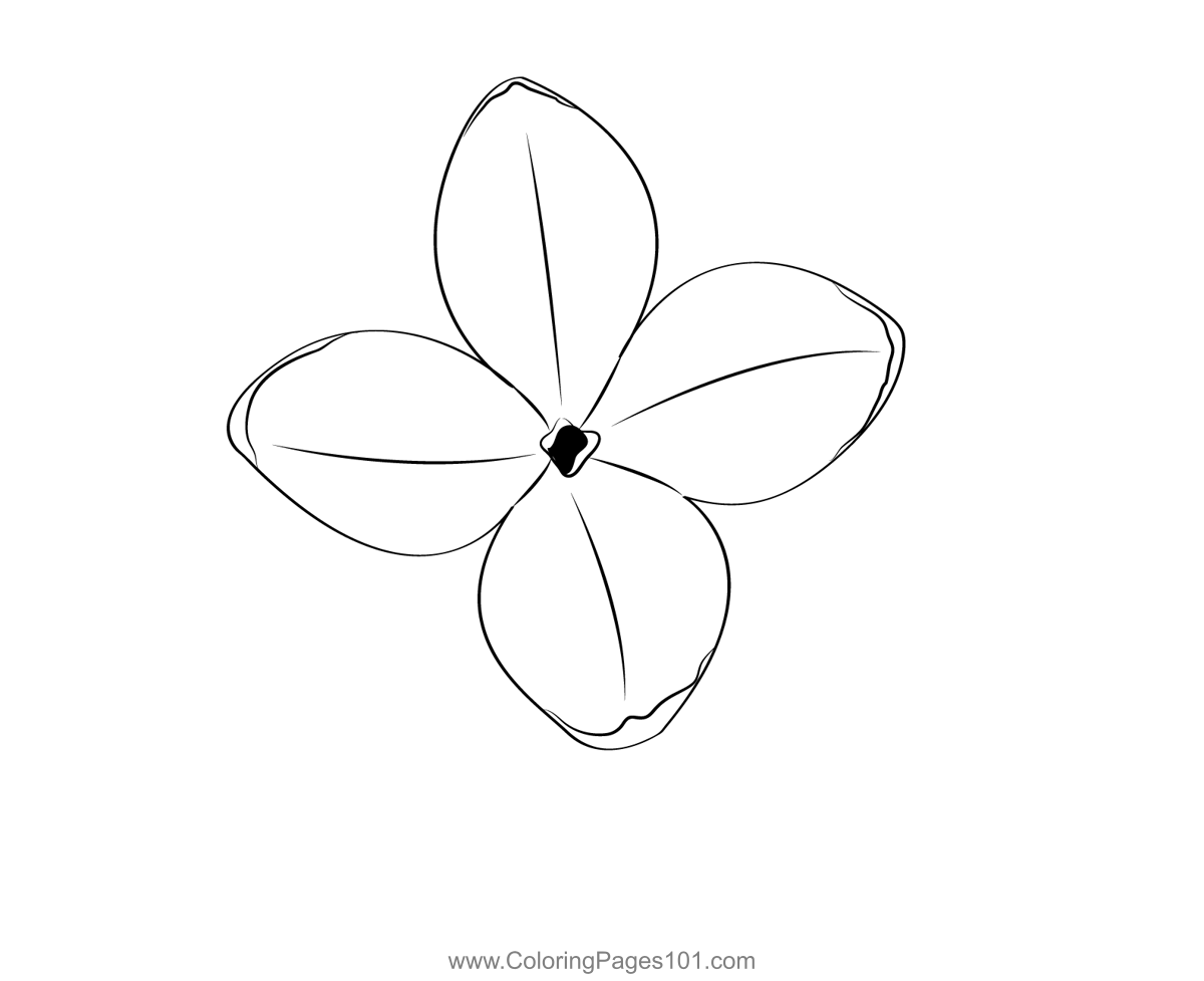 Lilac 1 Coloring Page for Kids - Free Lilacs Printable Coloring Pages ...