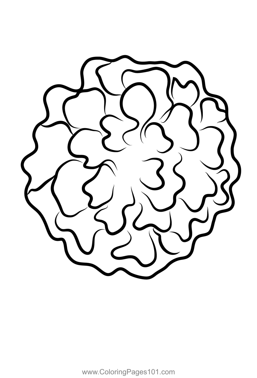 Marigold Flower 1 Coloring Page for Kids - Free Marigolds Printable ...