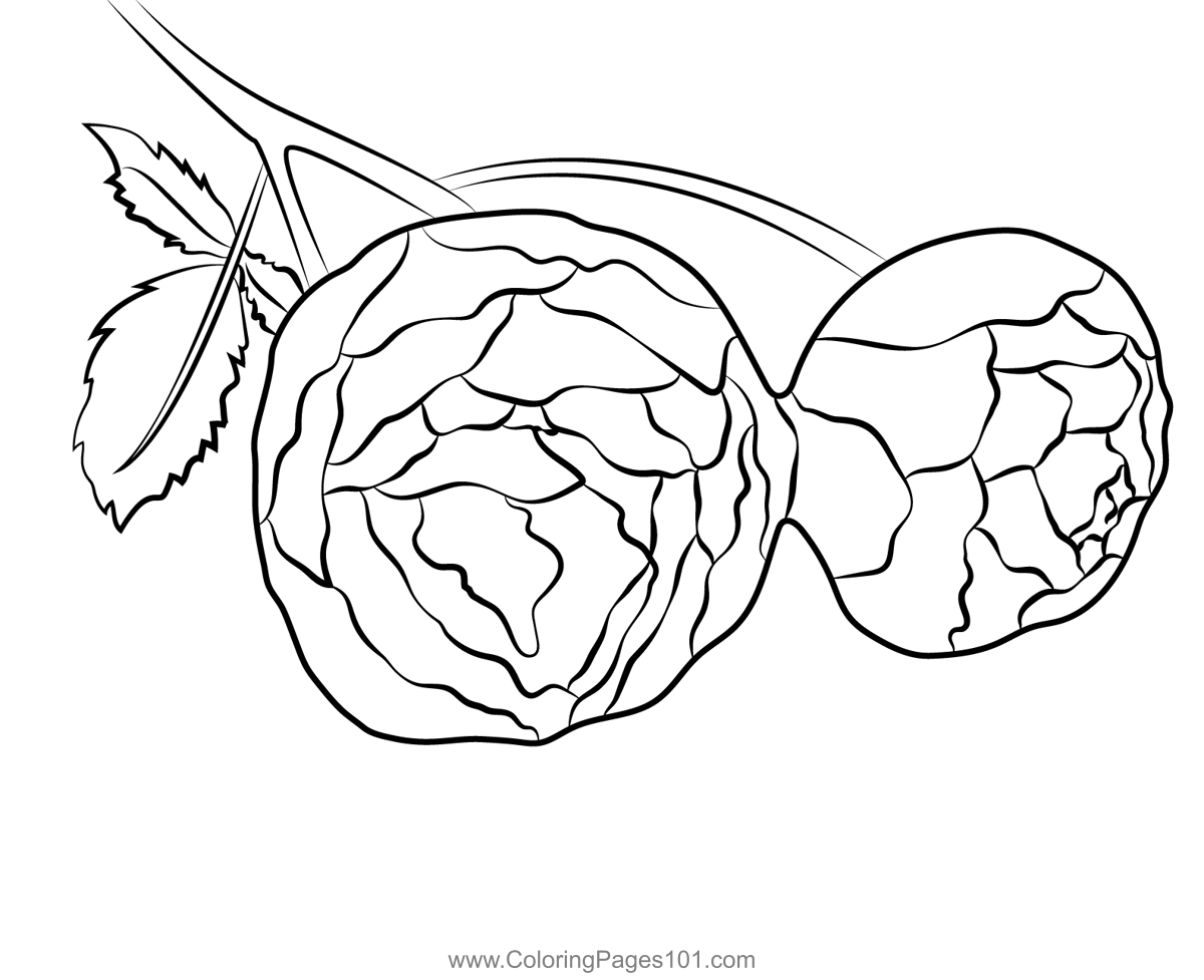Rose Buds Coloring Page for Kids - Free Rose Printable Coloring Pages ...