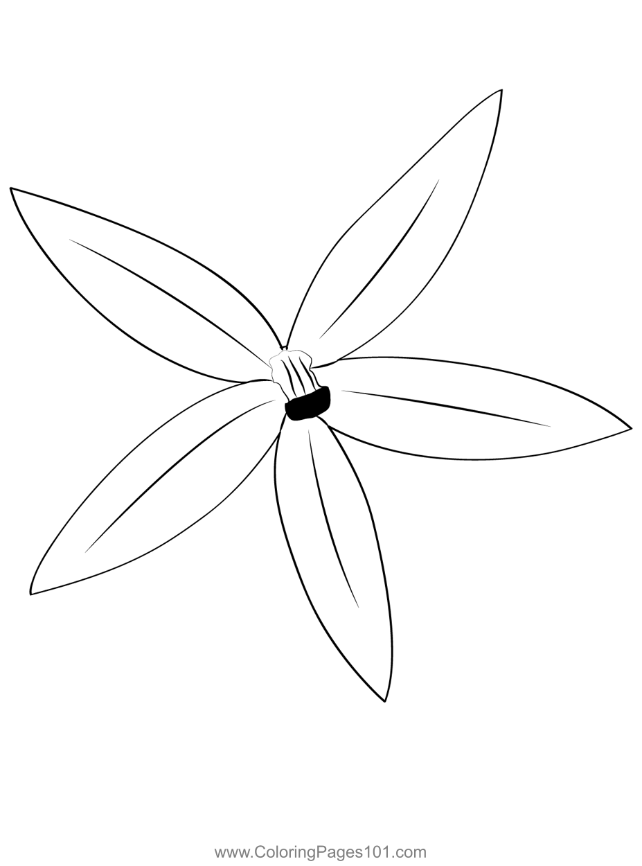 Star Of Bethlehem Flower Coloring Page for Kids - Free Star Of ...
