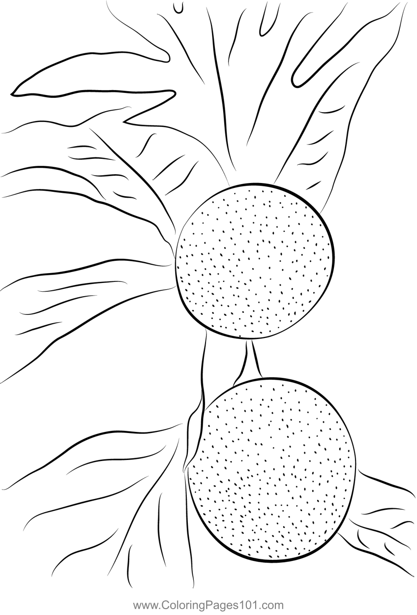 Breadfruit Tree Coloring Page for Kids - Free Breadfruit Printable ...