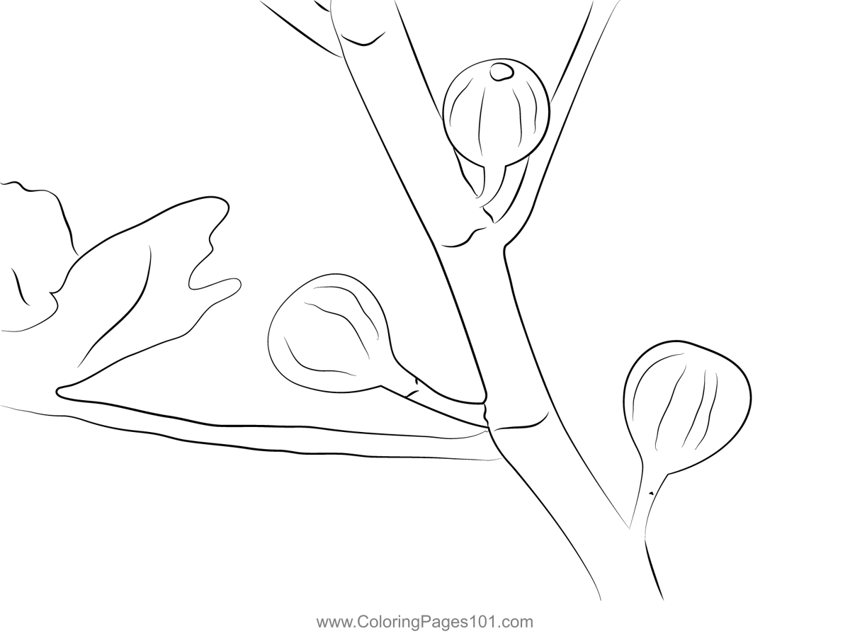 Fig Branch With Figs Coloring Page for Kids - Free Fig Printable ...