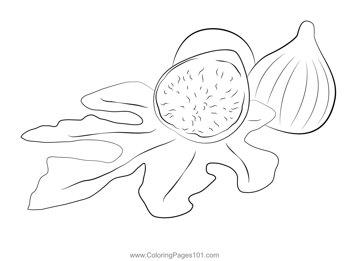 Figs Cut Coloring Page for Kids - Free Fig Printable Coloring Pages ...