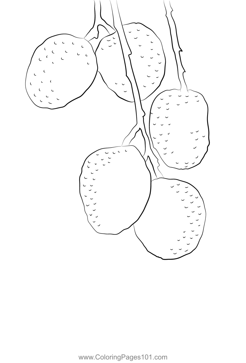 Lychee Fruit Tree For Sale Coloring Page for Kids - Free Lychee ...