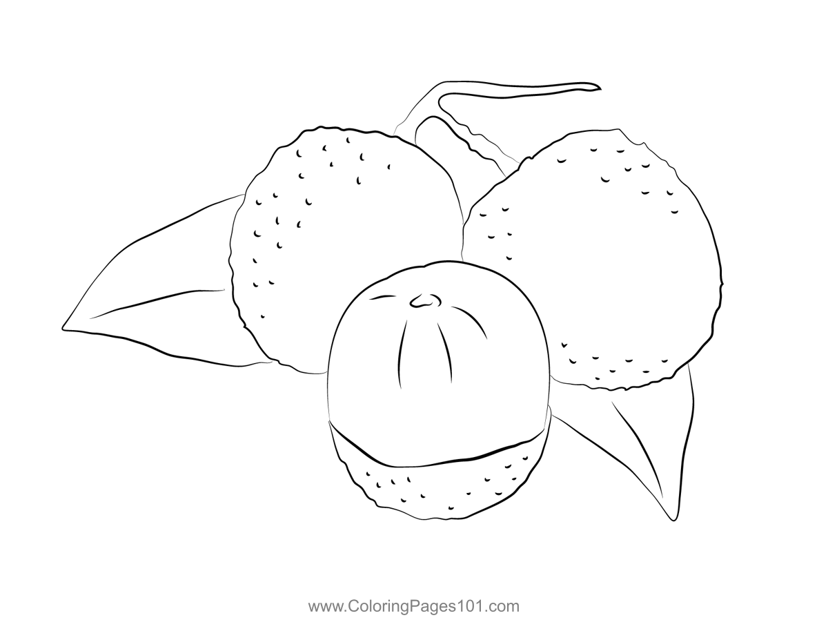 Lychee Coloring Page for Kids - Free Lychee Printable Coloring Pages ...