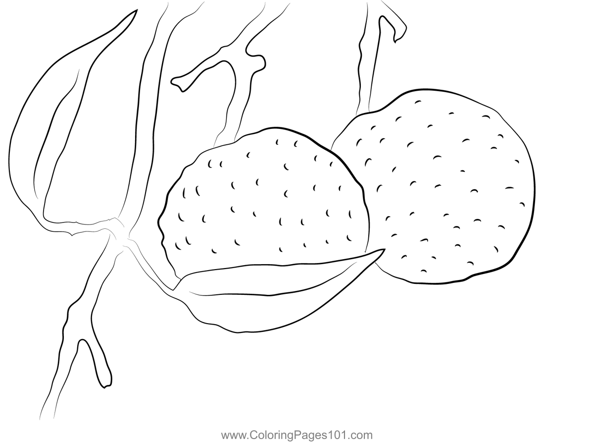 Lychee Up Tree Coloring Page for Kids - Free Lychee Printable Coloring ...