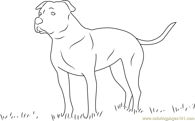 Sheep Dog Coloring Pages
