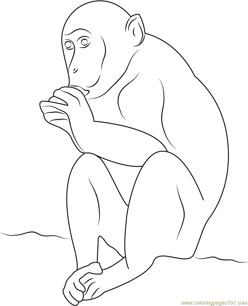 Monkey Don Coloring Page for Kids - Free Monkey Printable Coloring ...