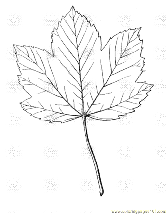 Maple Seed Coloring Pages