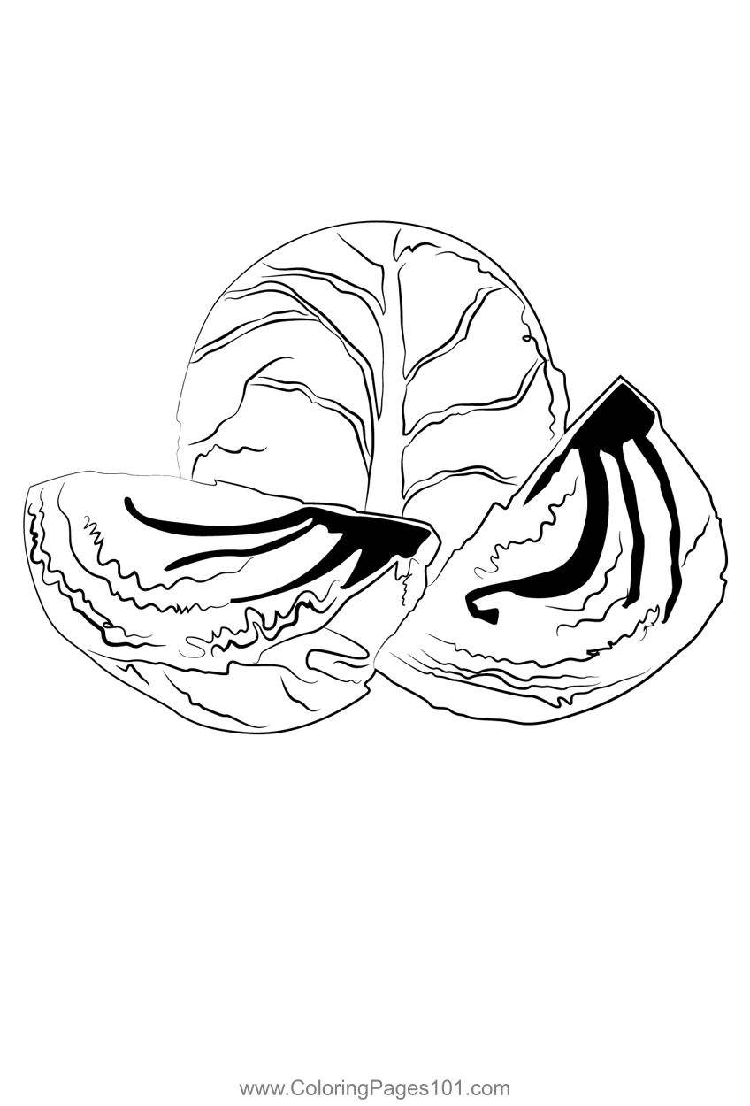 Cabbage 2 Coloring Page for Kids - Free Cabbage Printable Coloring ...