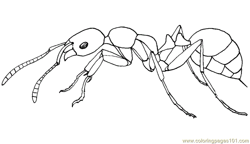 Ants Go Marching Sketch Coloring Page