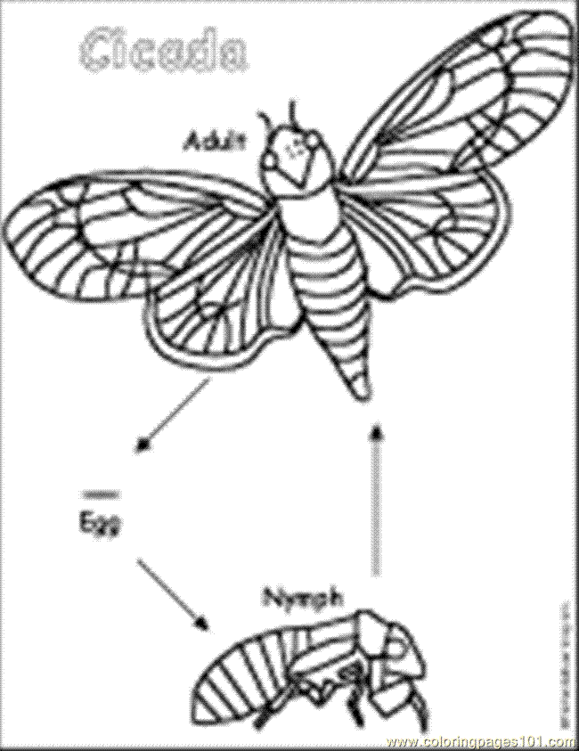 Cicada Coloring Page Coloring Pages