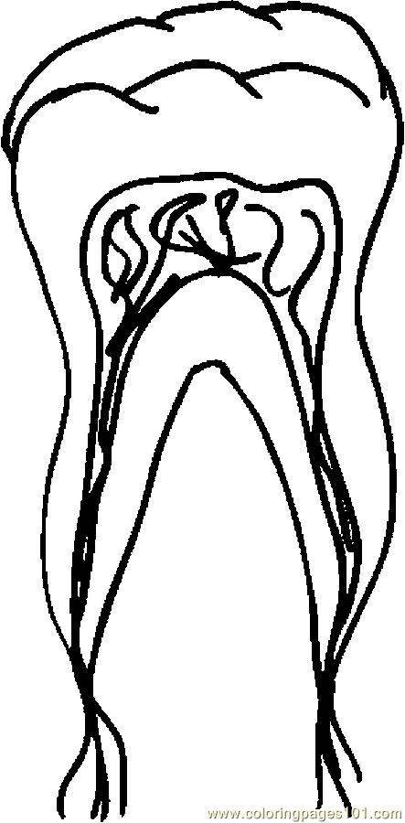 Tooth Of Time Clip Art Sketch Coloring Page
