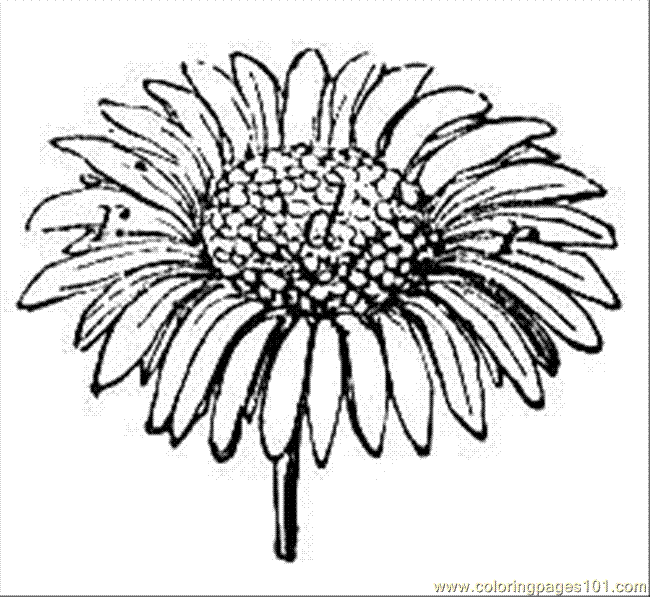 Daisy flower coloring pages printable