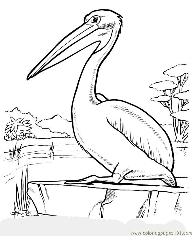 Coloring Pages Pelican (Birds > Pelican ) - free printable coloring ...