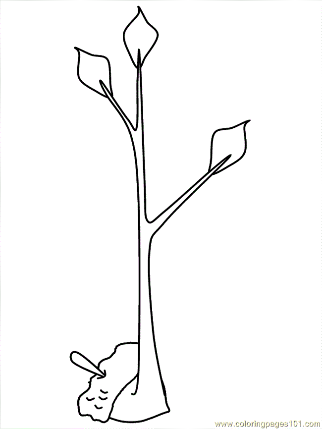 Tulip Poplar Coloring Page Coloring Pages