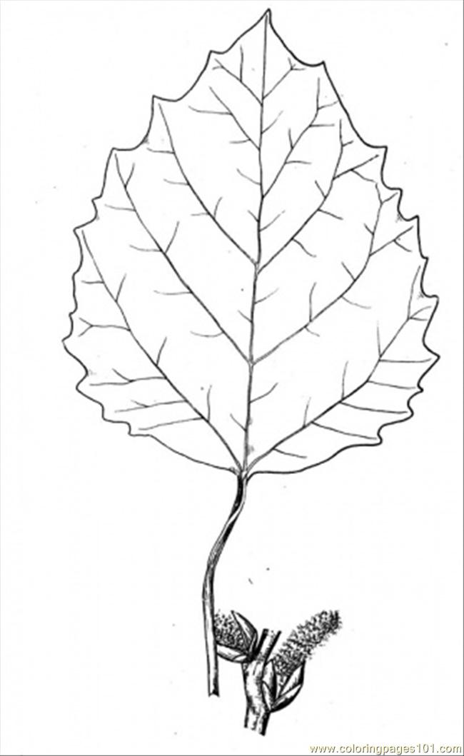 Aspen Tree Coloring Page Sketch Coloring Page