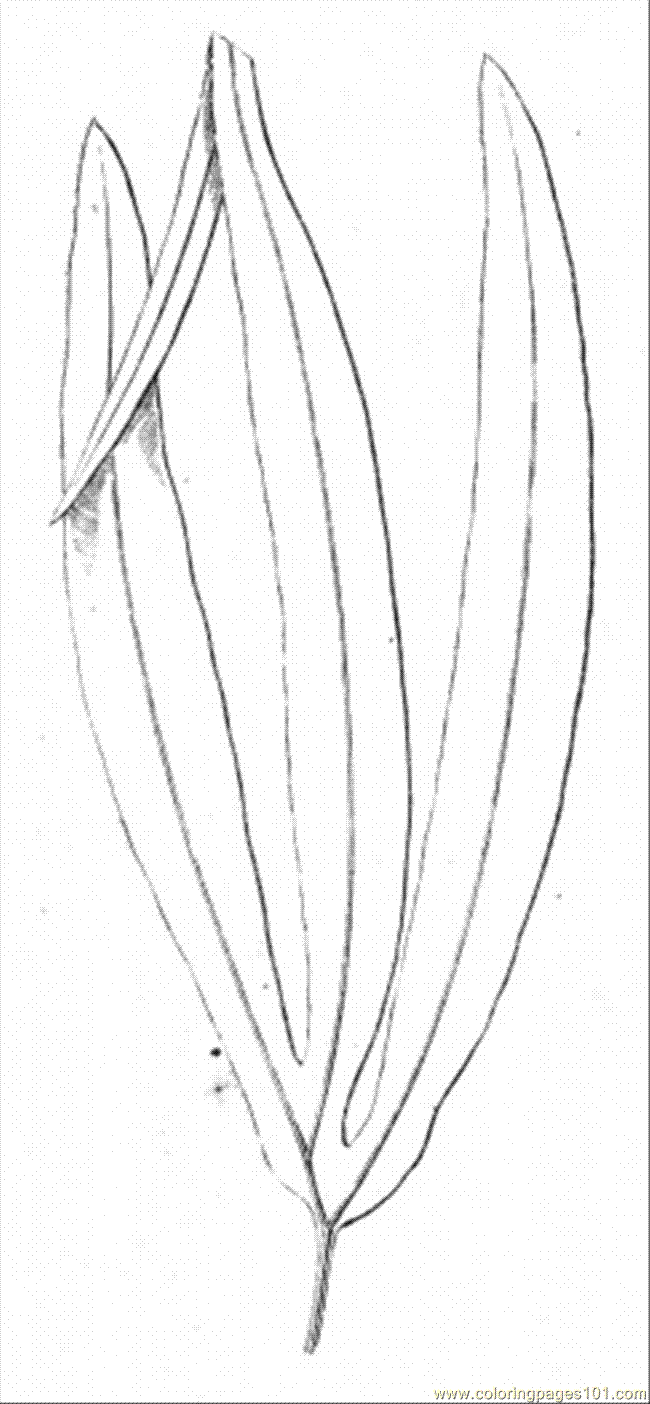 Air Bud Colouring Pages Sketch Coloring Page