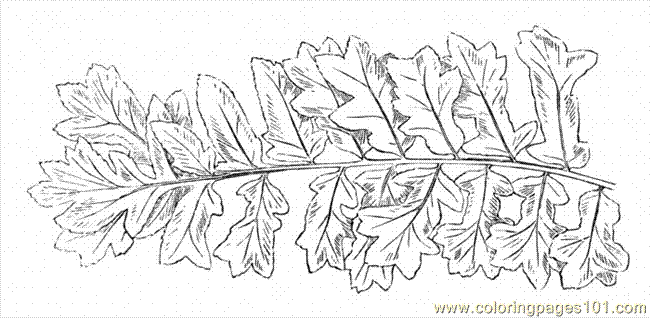 Fern Gully Coloring Pages Coloring Pages